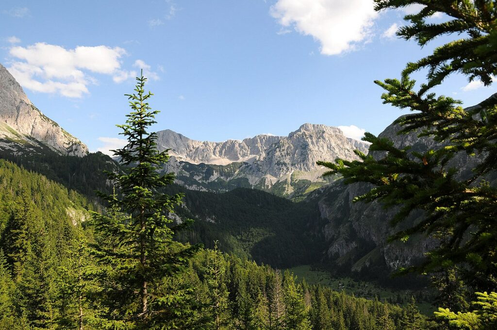 Pinus pinaster | Flora | Meteosierra