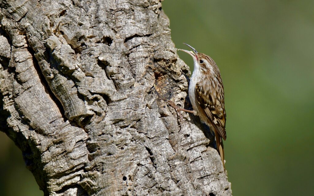 Vencejo Común (Apus apus) | Fauna | Meteosierra
