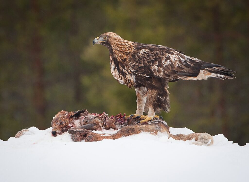 Águila Real (Aquila chrysaetos) | Fauna | Meteosierra