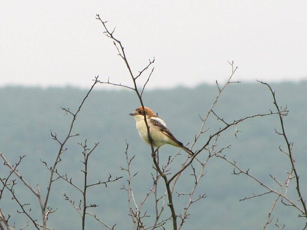 Alcaudón Común (Lanius senator) | Fauna | Meteosierra
