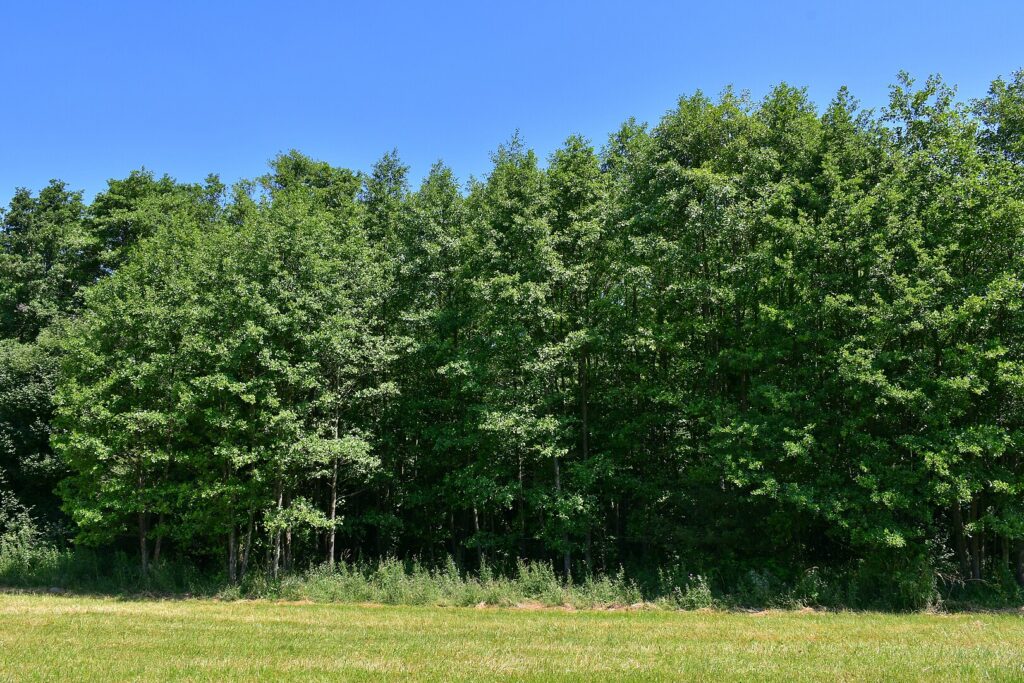 Alnus glutinosa | Flora | Meteosierra