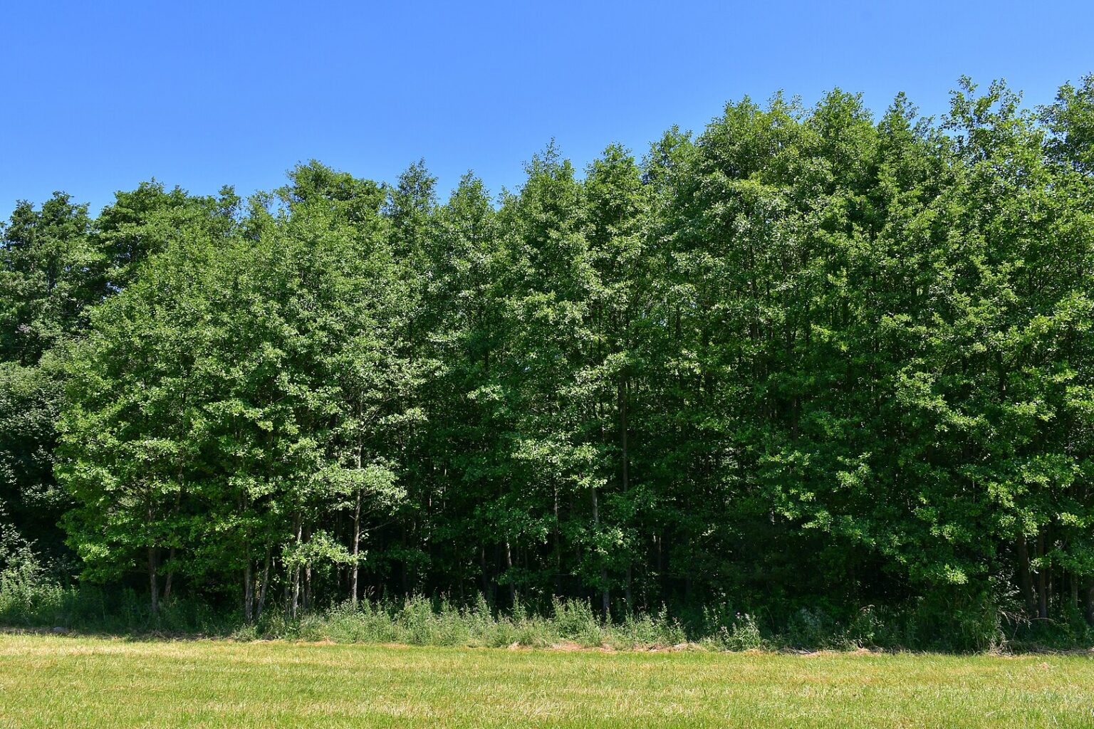 Alnus glutinosa | Flora | Meteosierra