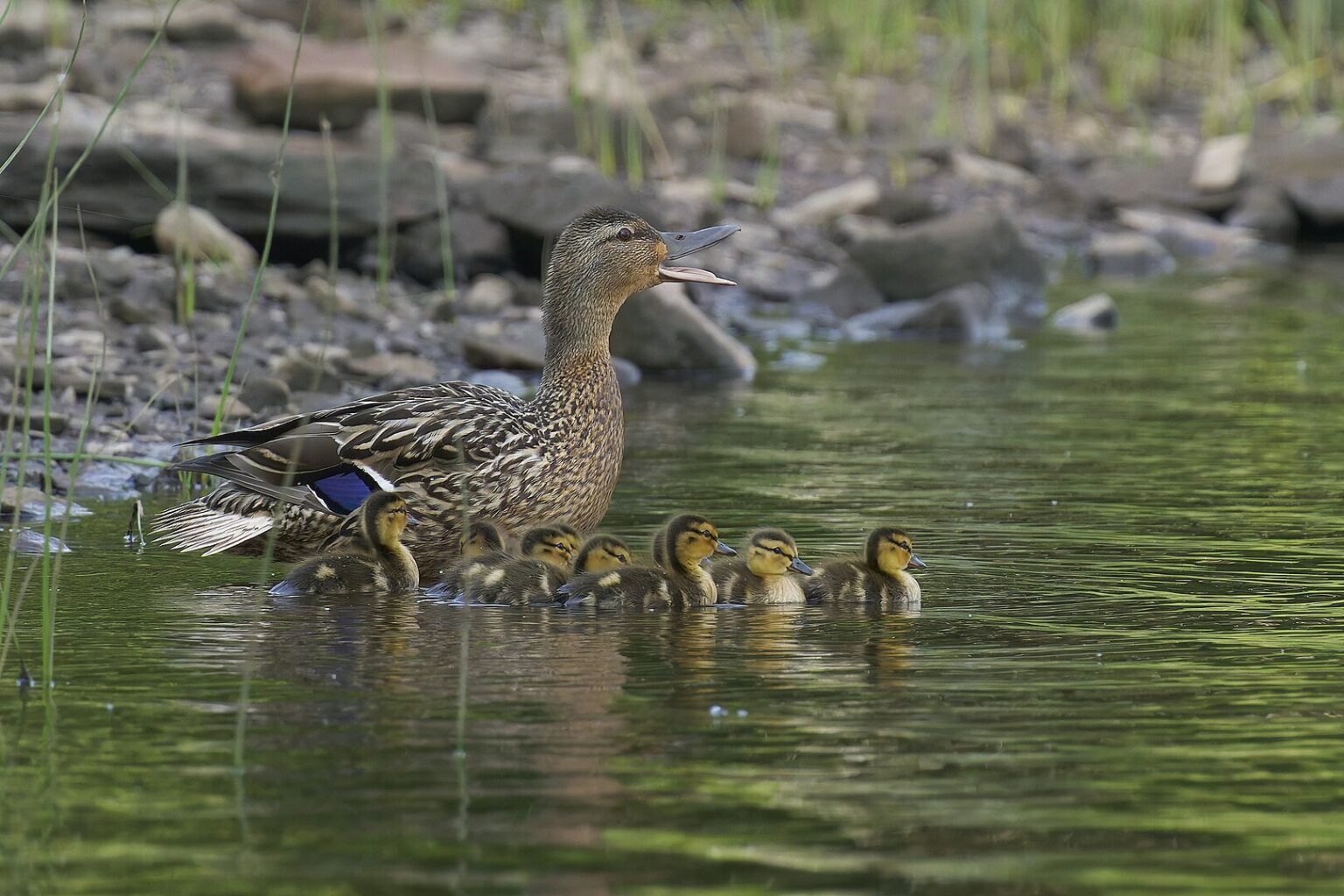 Ánade Azulón (Anas platyrhynchos) | Fauna | Meteosierra