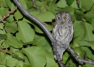 Autillo (Otus scops) | Fauna | Meteosierra