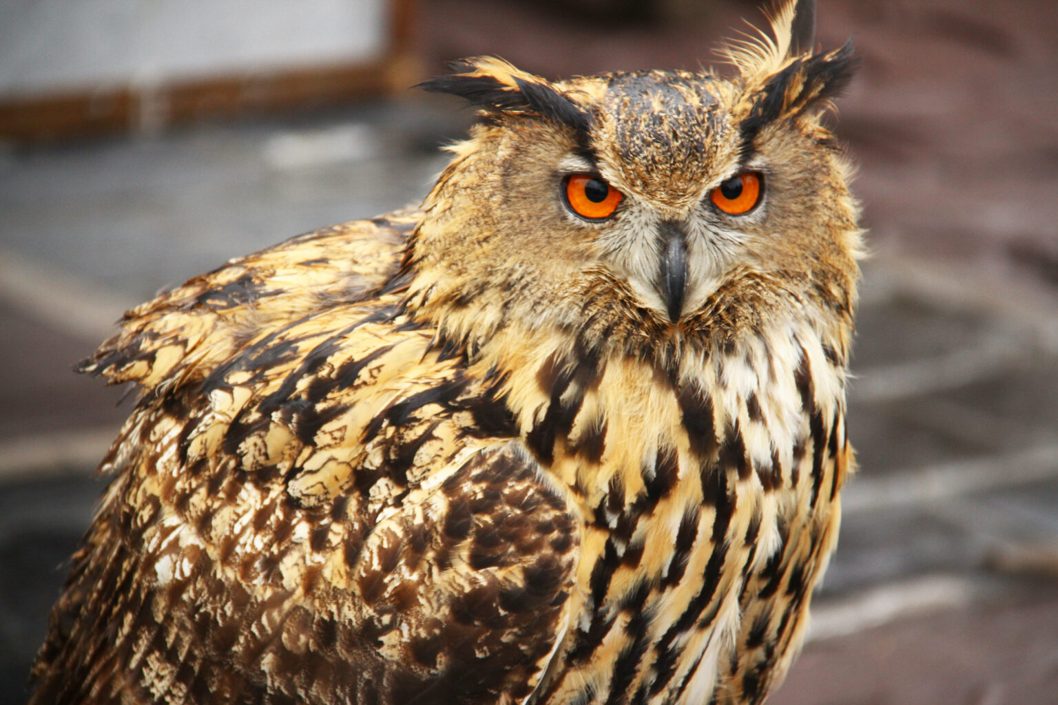 Búho Real (Bubo bubo) | Fauna | Meteosierra
