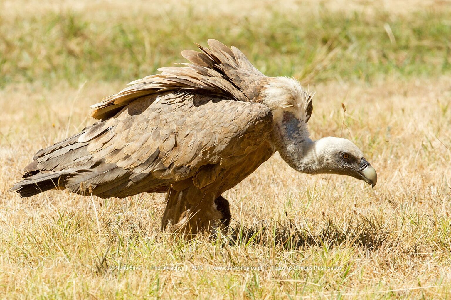 Buitre Leonado (Gyps fulvus) | Fauna | Meteosierra