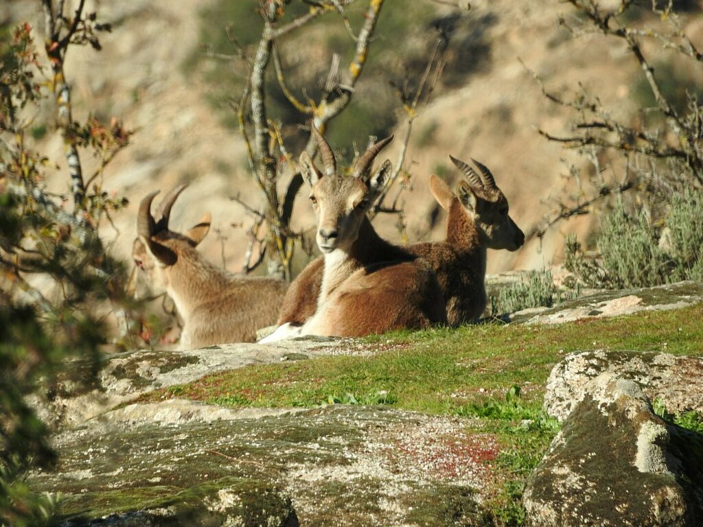 Cabra Montés (Capra pyrenaica) | Fauna | Meteosierra