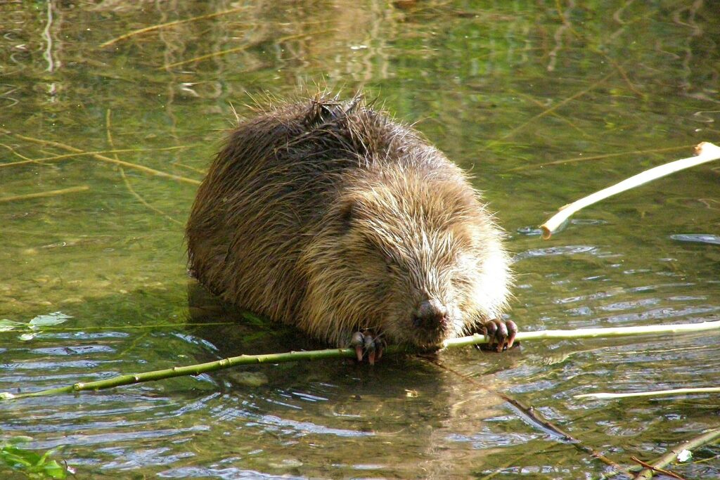 Castor Europeo (Castor fiber) | Fauna | Meteosierra