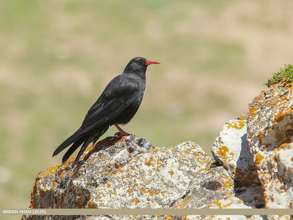Chova Piquirroja (Pyrrhocorax pyrrhocorax) | Fauna | Meteosierra