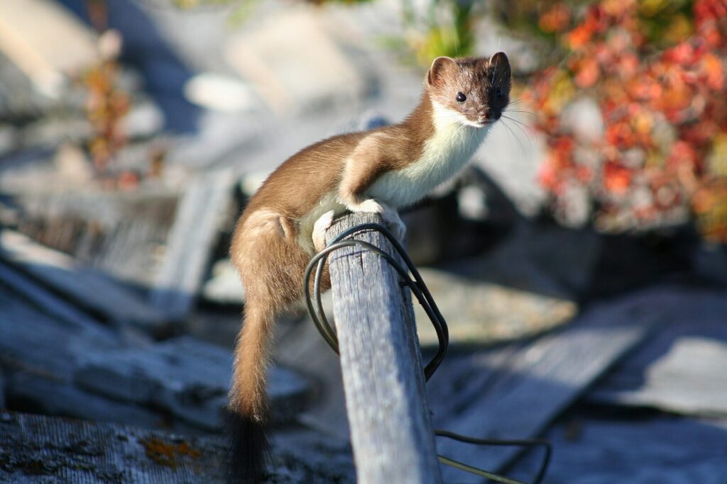Comadreja (Mustela nivalis) | Fauna | Meteosierra