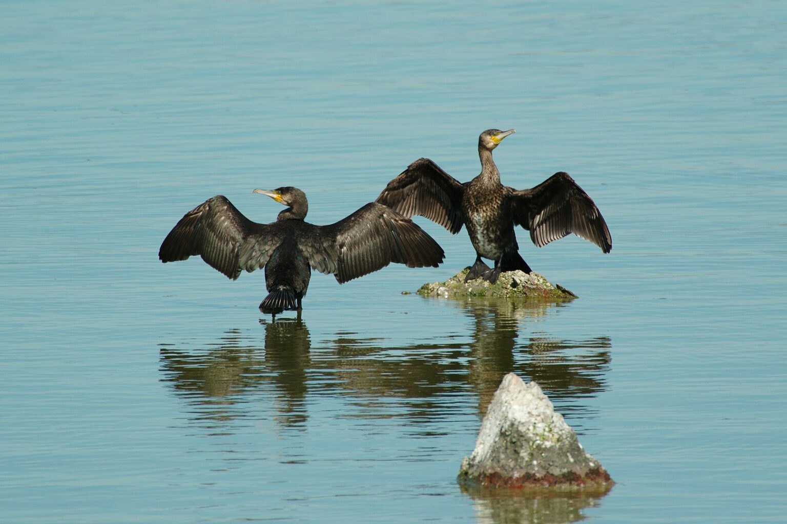 Cormorán Grande (Phalacrocorax carbo) | Fauna | Meteosierra