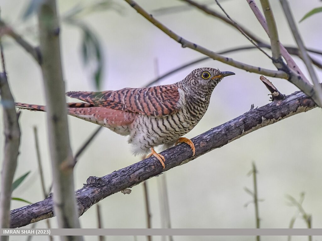 Cuco Común (Cuculus canorus) | Fauna | Meteosierra