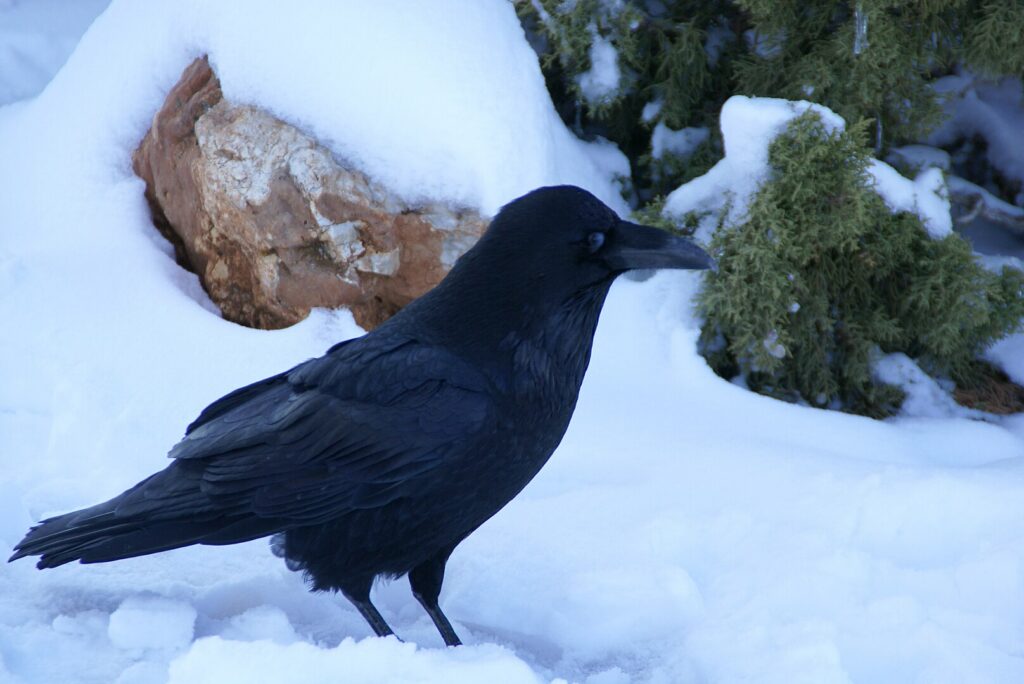 Cuervo (Corvus corax) | Fauna | Meteosierra