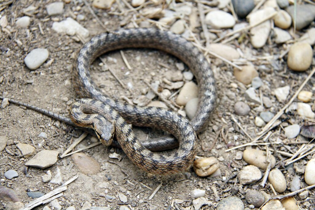 Culebra Lisa Meridional (Coronella girondica) | Fauna | Meteosierra