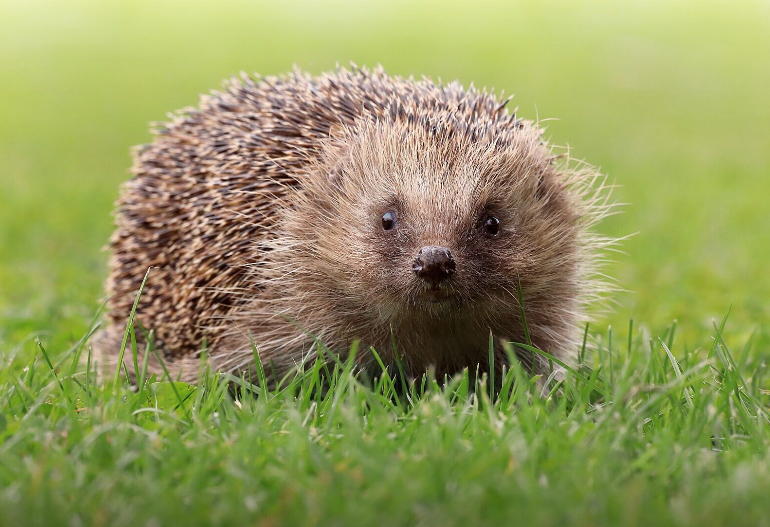 Erizo Común (Erinaceus europaeus) | Fauna | Meteosierra