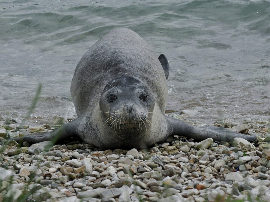 Foca Monje del Mediterráneo (Monachus monachus) | Fauna | Meteosierra