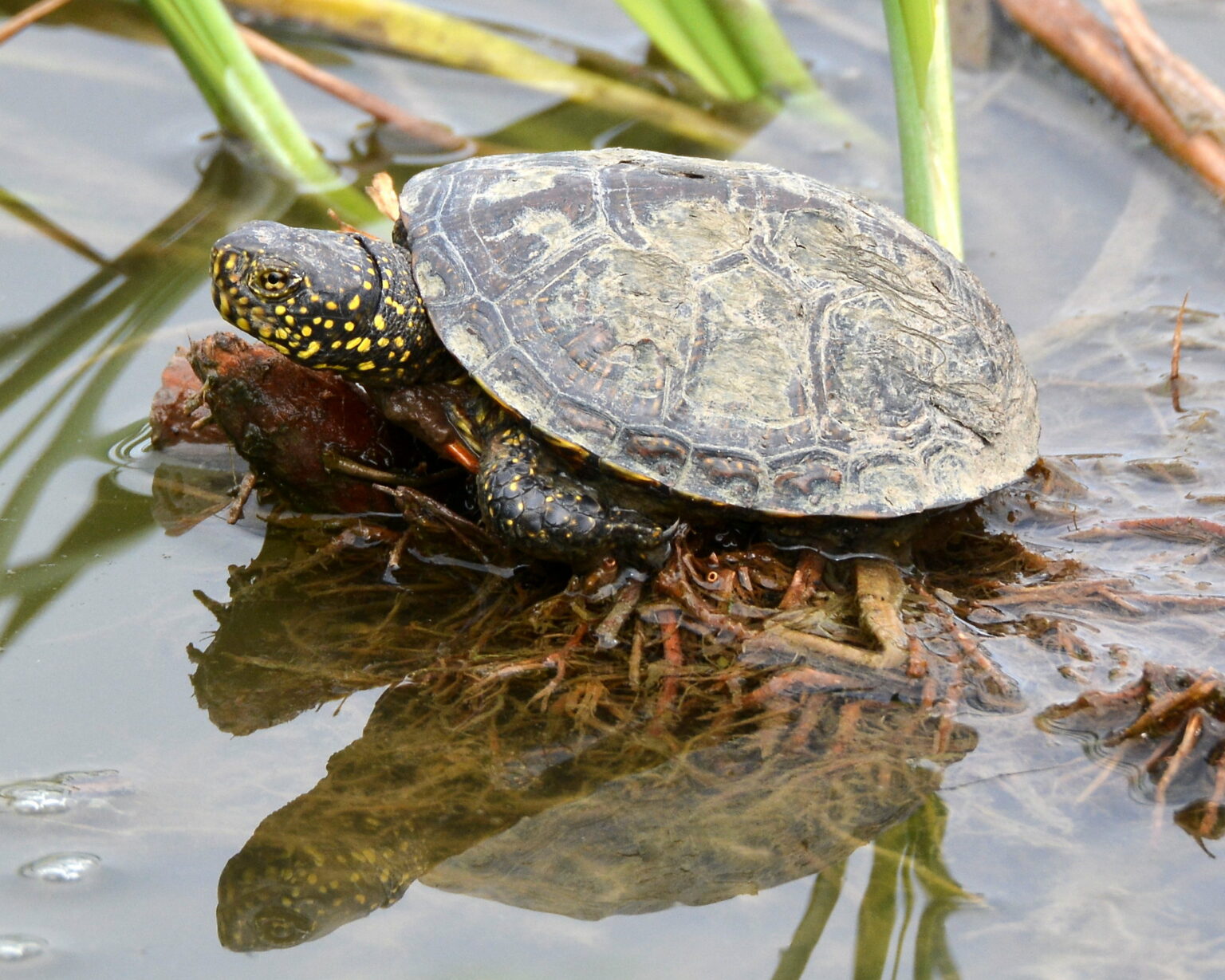 Galápago Europeo (Emys orbicularis) | Fauna | Meteosierra