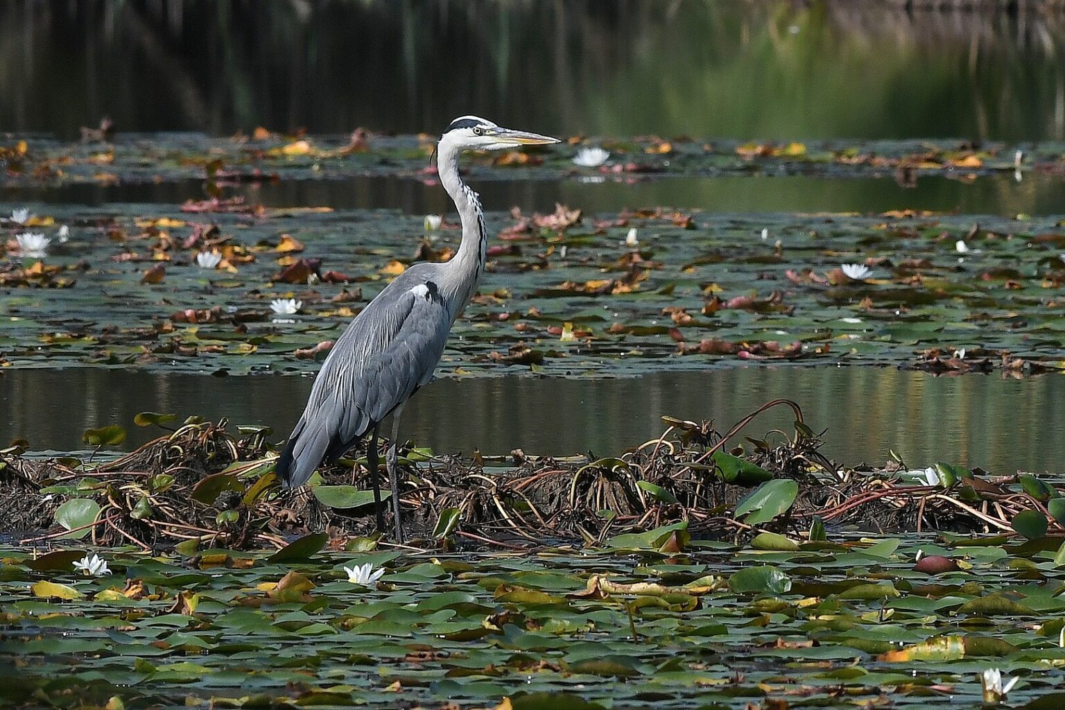 Garza Real (Ardea cinerea) | Fauna | Meteosierra
