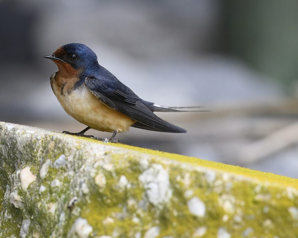 Golondrina Común (Hirundo rustica) | Fauna | Meteosierra