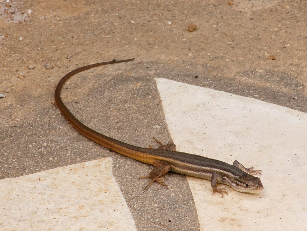 Lagartija Colilarga (Psammodromus algirus) | Fauna | Meteosierra