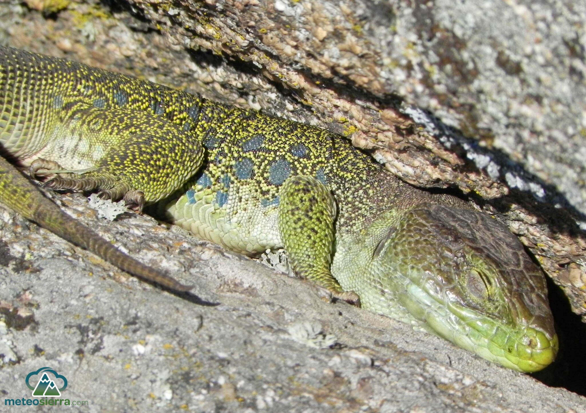 Lagarto Ocelado (Timon lepidus) | Fauna | Meteosierra