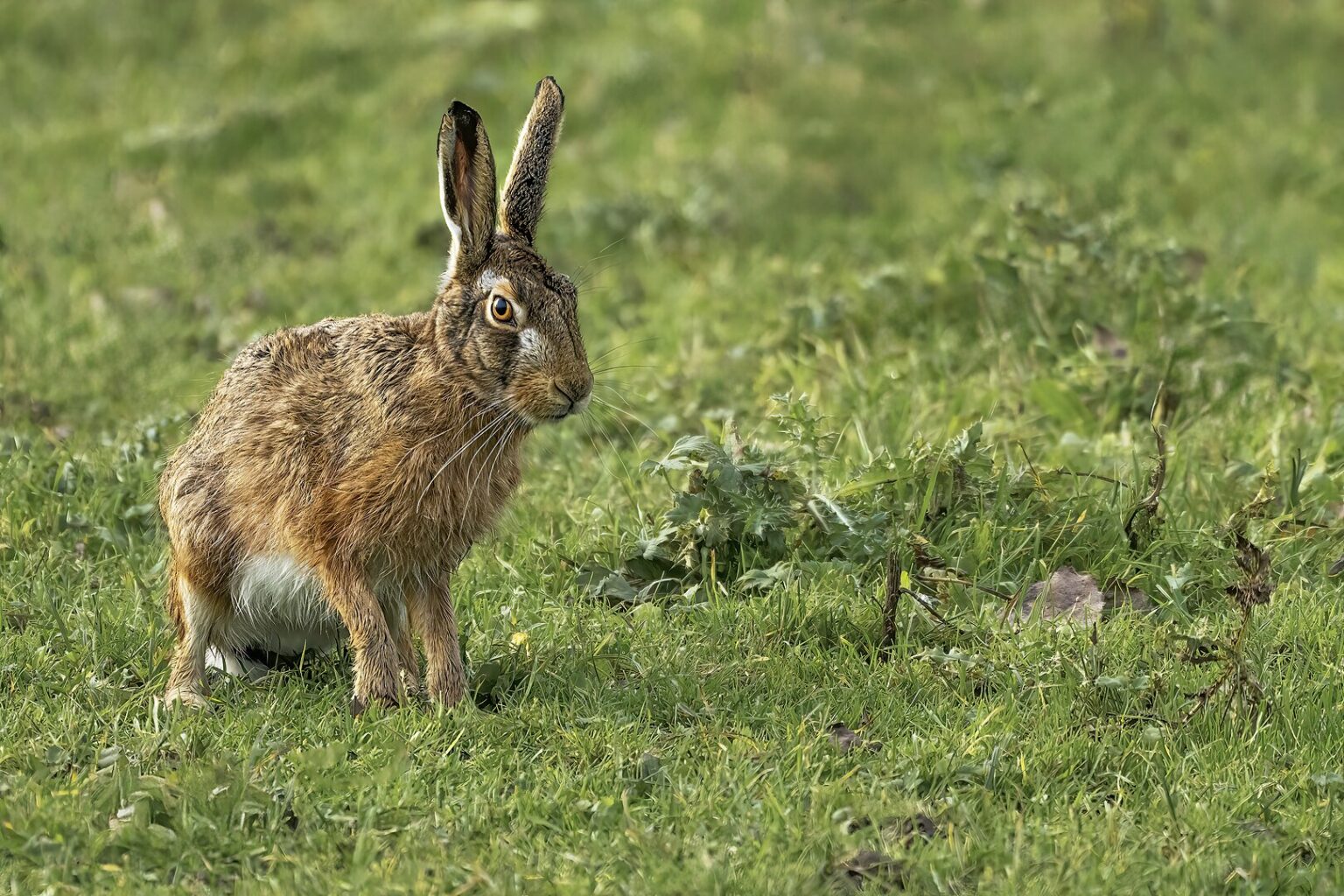 Liebre Europea (Lepus europaeus) | Fauna | Meteosierra
