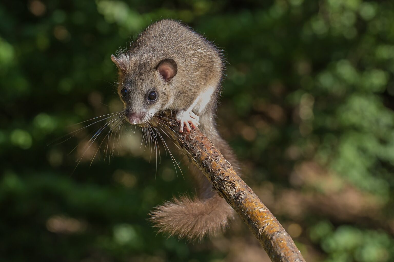 Lirón Gris (Glis glis) | Fauna | Meteosierra