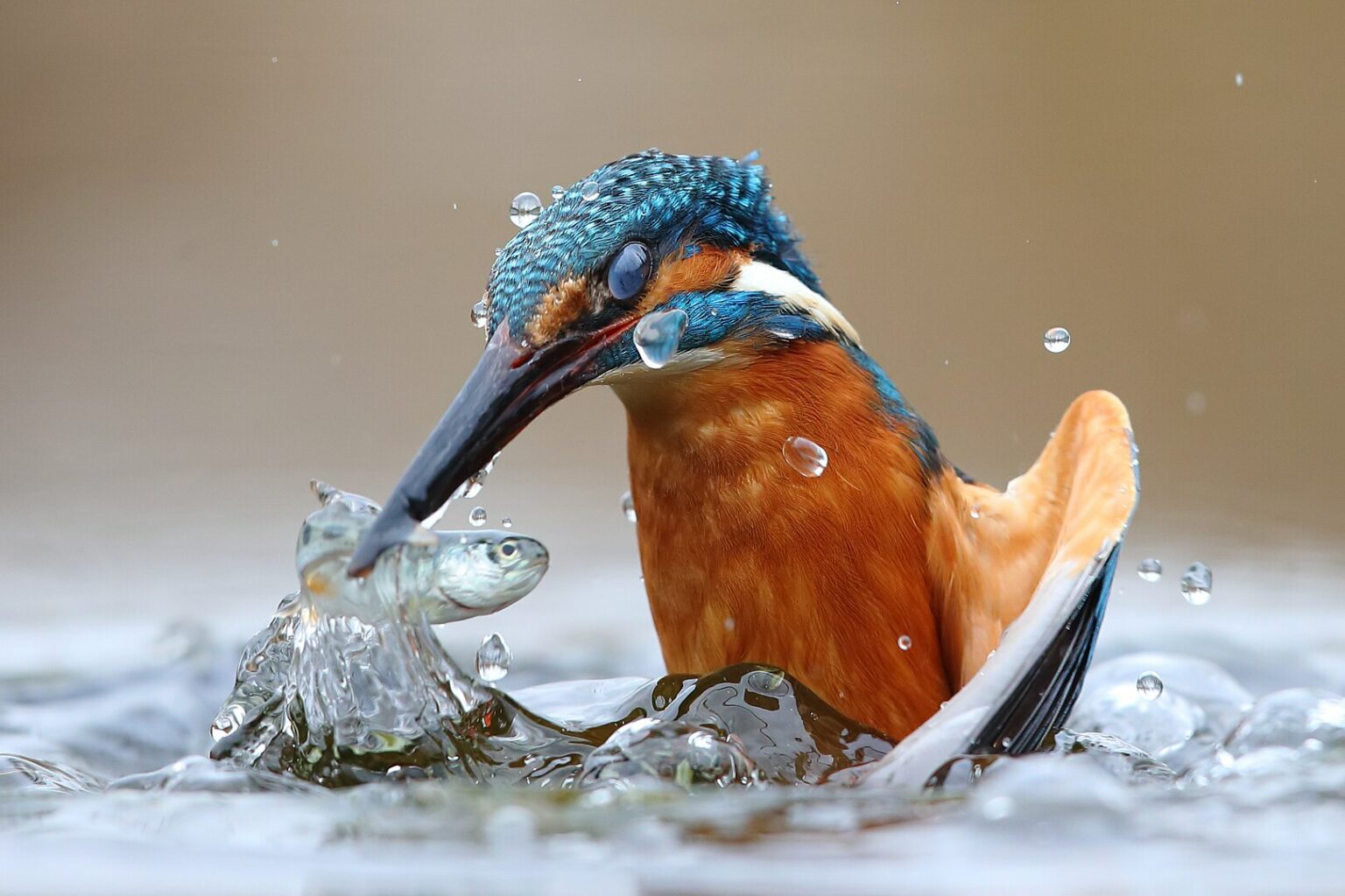 Martín Pescador (Alcedo atthis) | Fauna | Meteosierra