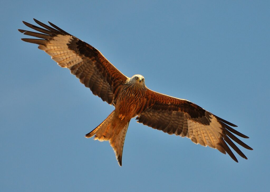 Milano Real (Milvus milvus) | Fauna | Meteosierra