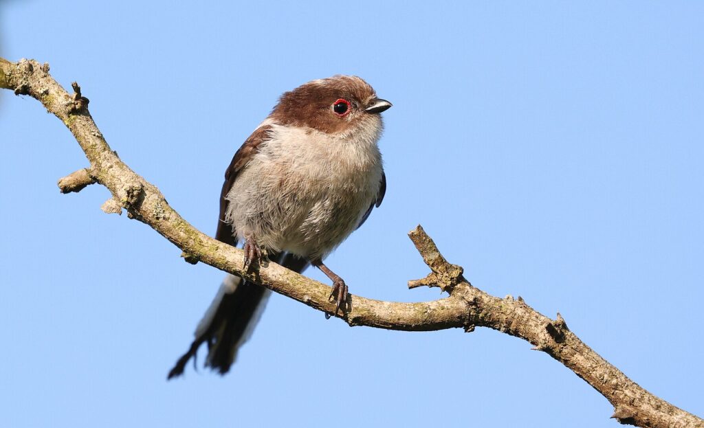 Mito (Aegithalos caudatus) | Fauna | Meteosierra