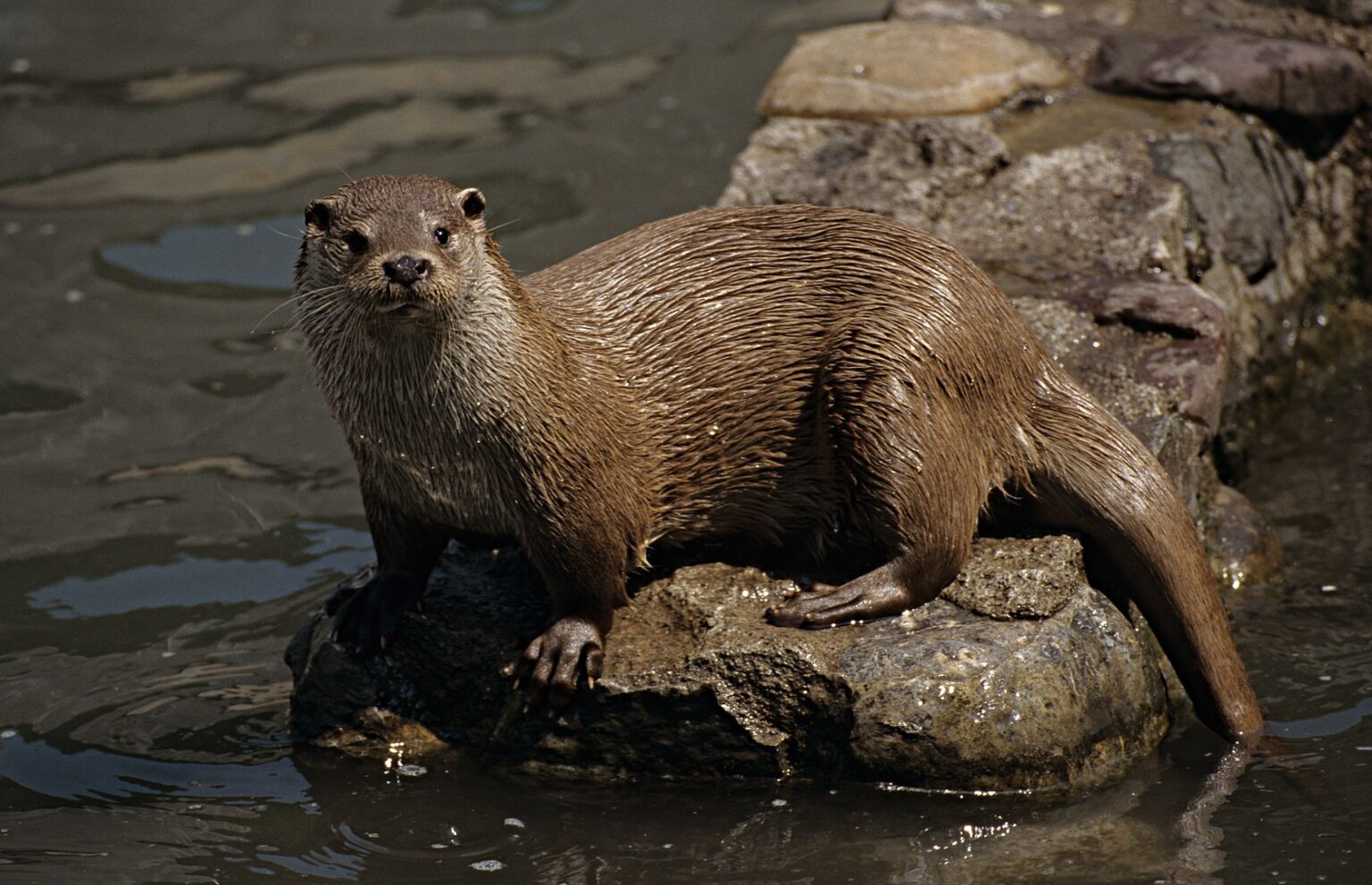 Nutria (Lutra lutra) | Fauna | Meteosierra