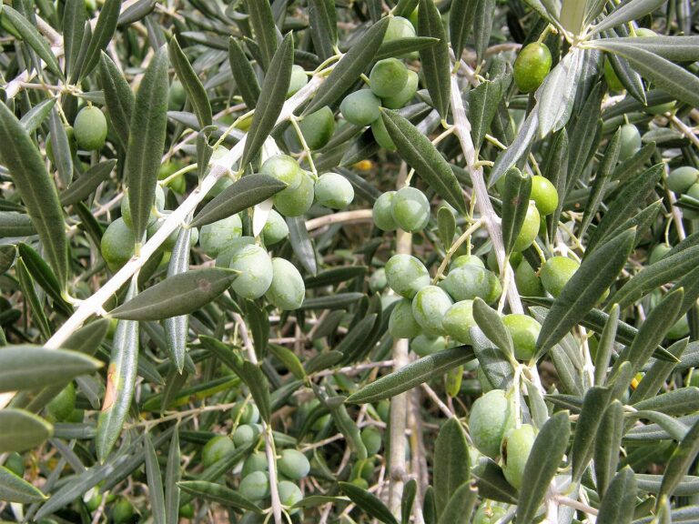 Olea europaea | Flora | Meteosierra