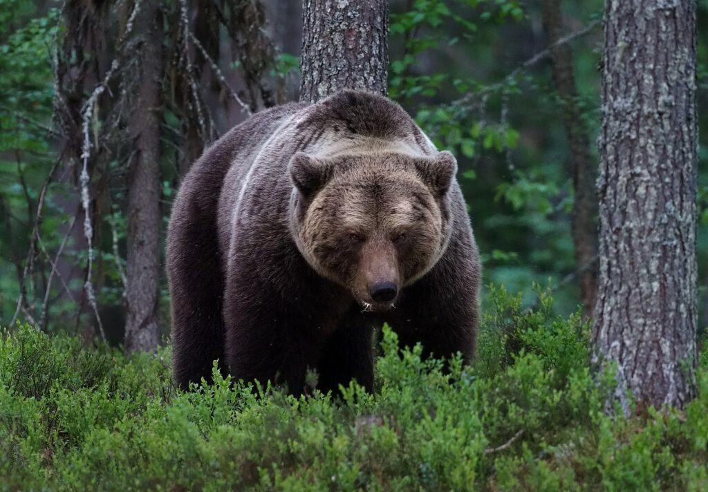 Oso Pardo (Ursus arctos) | Fauna | Meteosierra