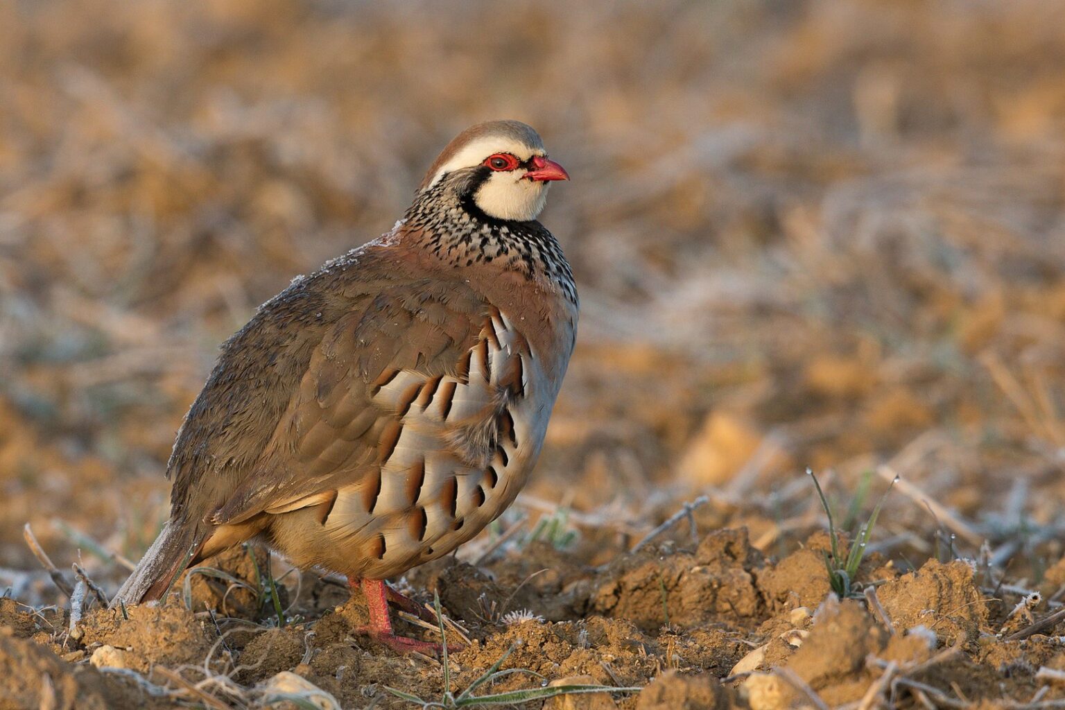 Perdiz Roja (Alectoris rufa) | Fauna | Meteosierra