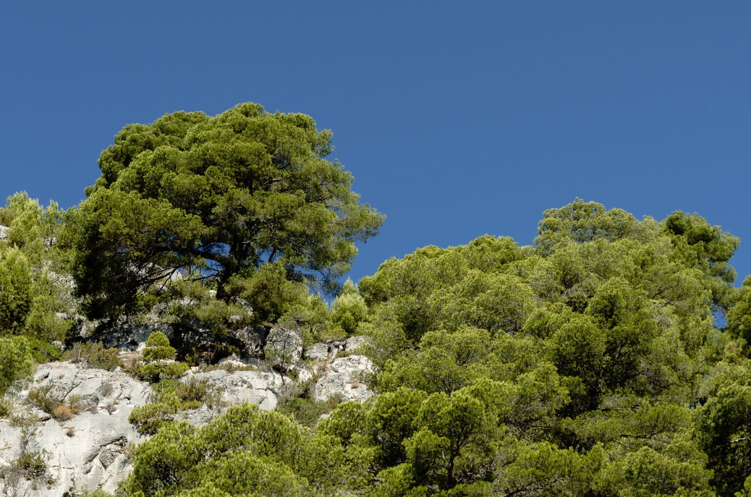 Pinus halepensis | Flora | Meteosierra