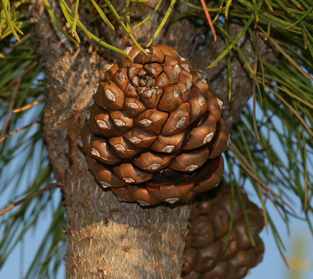 Pinus pinaster | Flora | Meteosierra