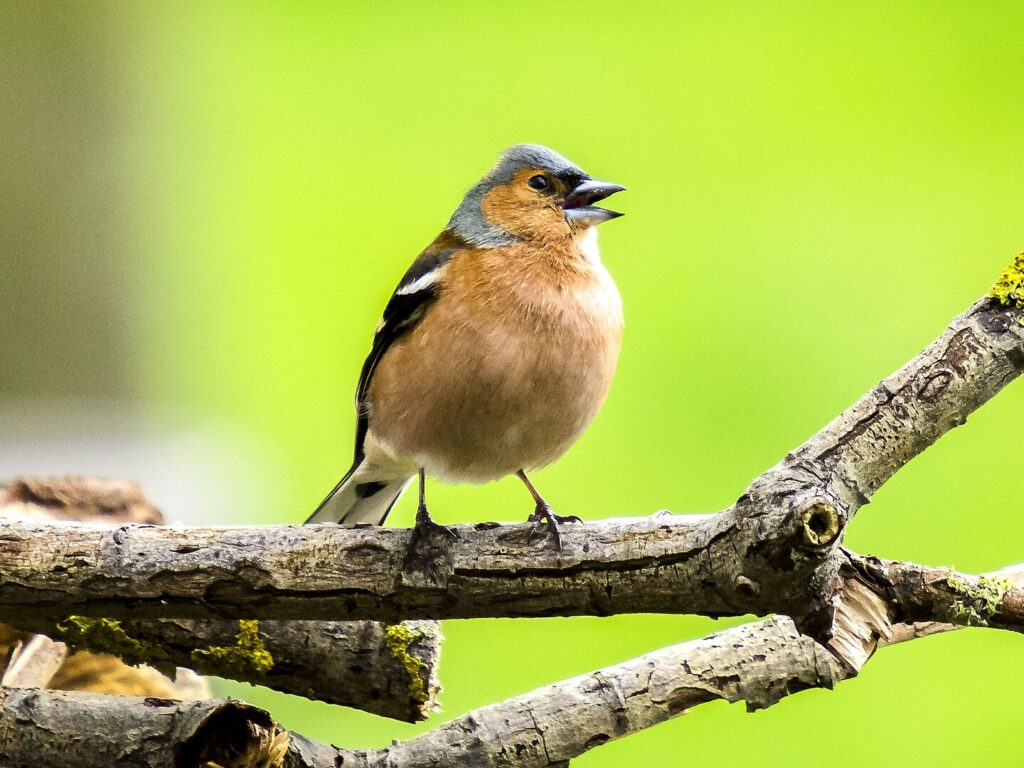 Pinzón Vulgar (Fringilla coelebs) | Fauna | Meteosierra