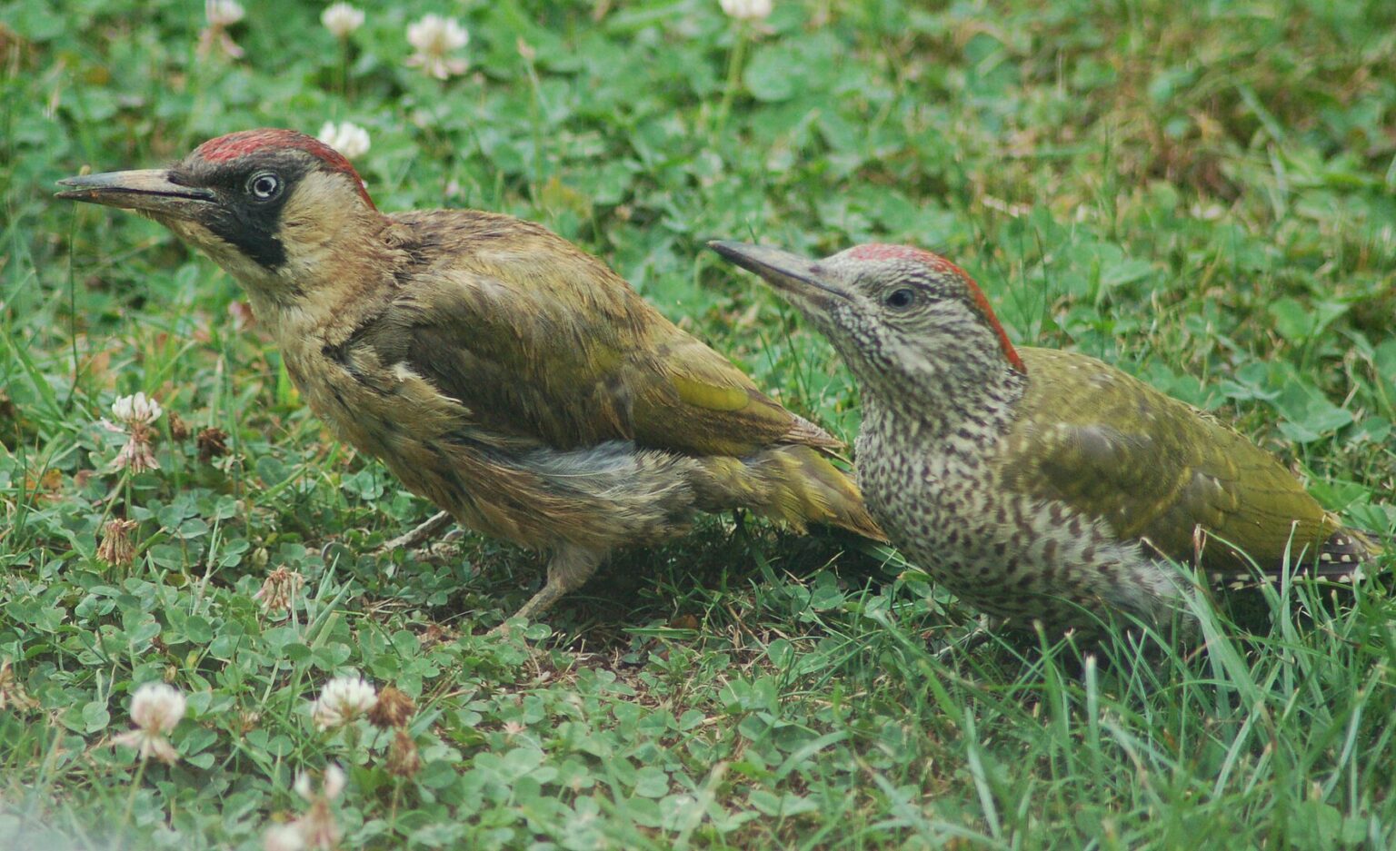 Pito Real (Picus viridis) | Fauna | Meteosierra