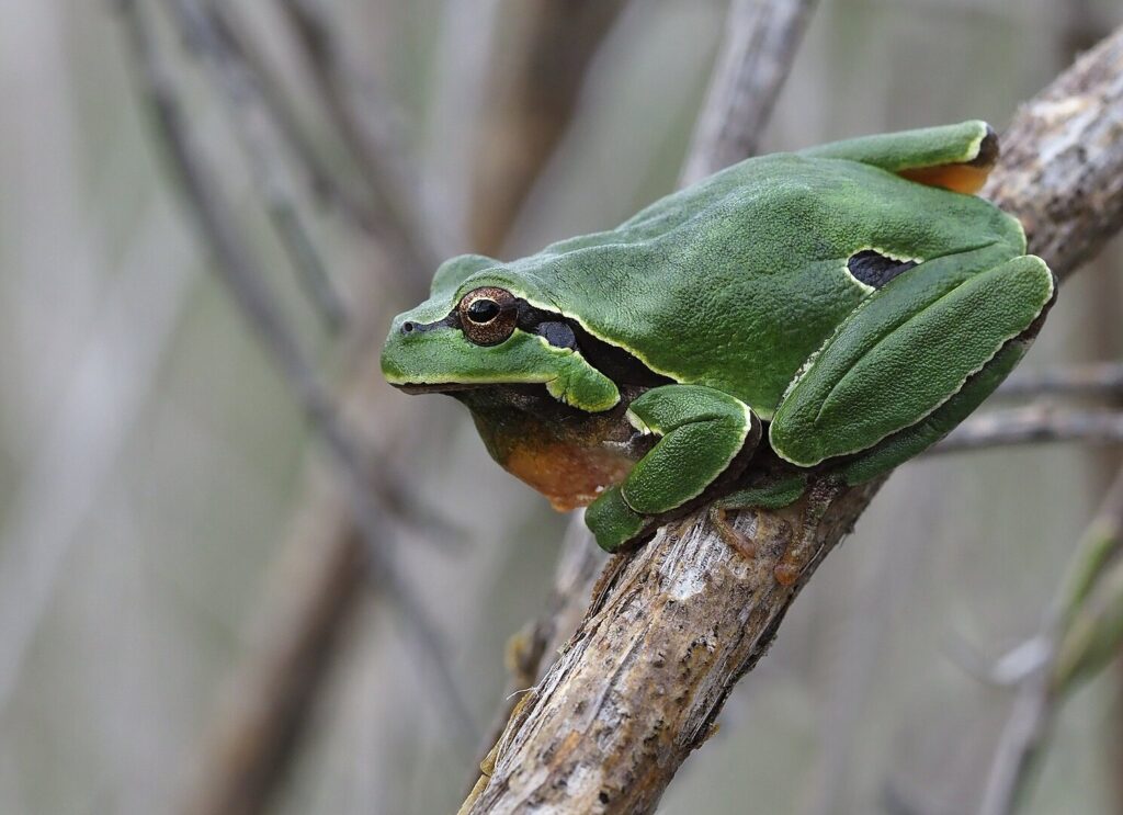 Ranita de San Antonio (Hyla molleri) | Fauna | Meteosierra