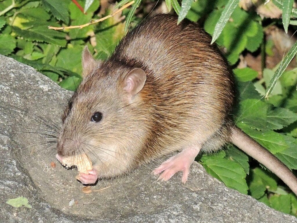 Rata Parda (Rattus norvegicus) | Fauna | Meteosierra