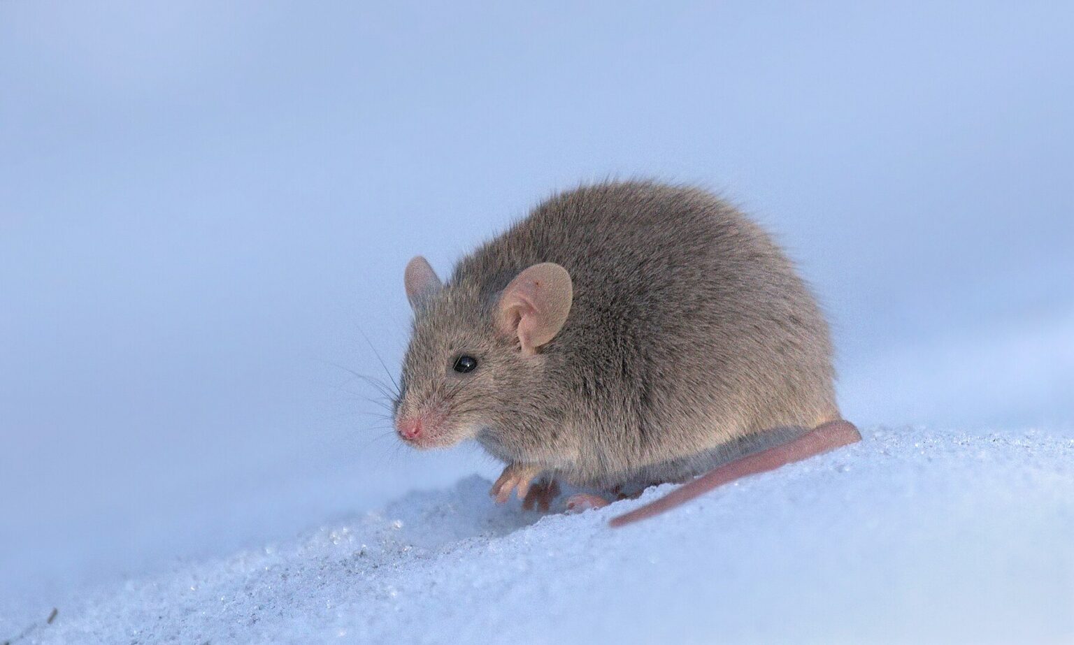 Ratón Casero (Mus musculus) | Fauna | Meteosierra