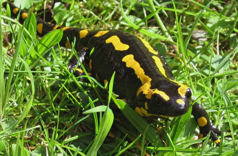 Salamandra Común (Salamandra salamandra) | Fauna | Meteosierra