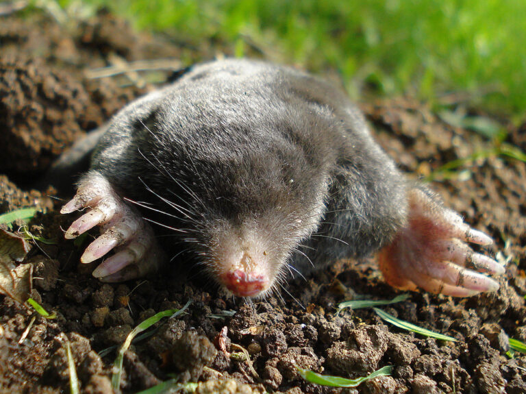 Castor Europeo (Castor fiber) | Fauna | Meteosierra