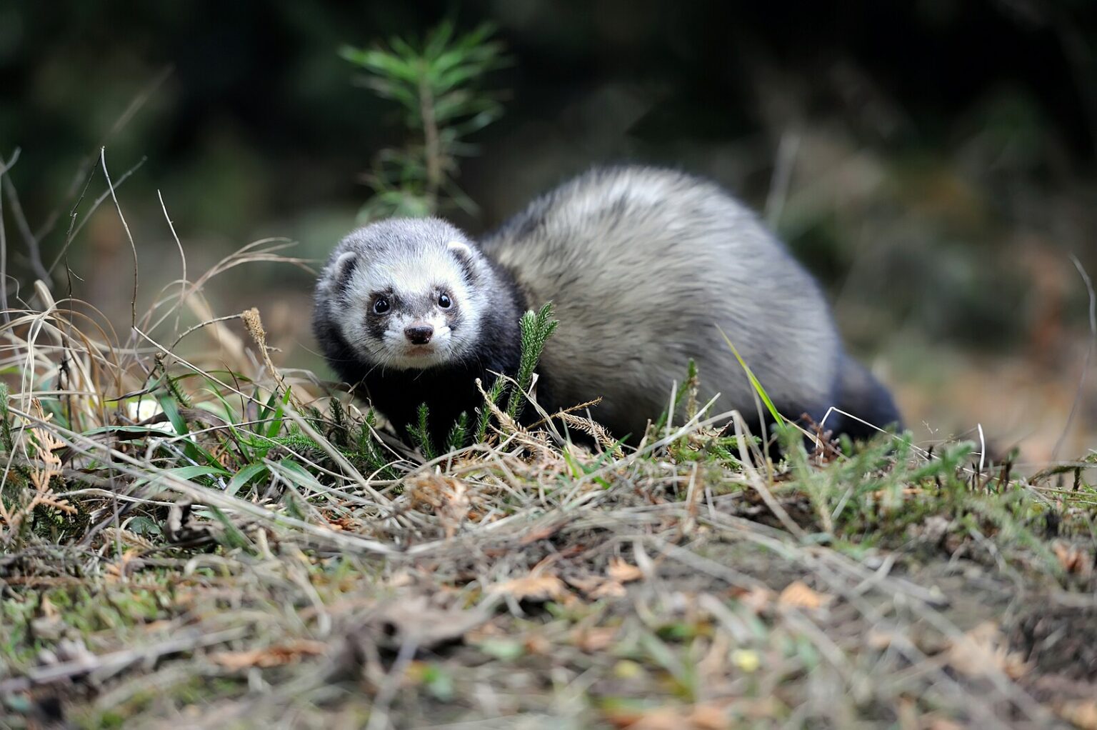 Turón (Mustela putorius) | Fauna | Meteosierra