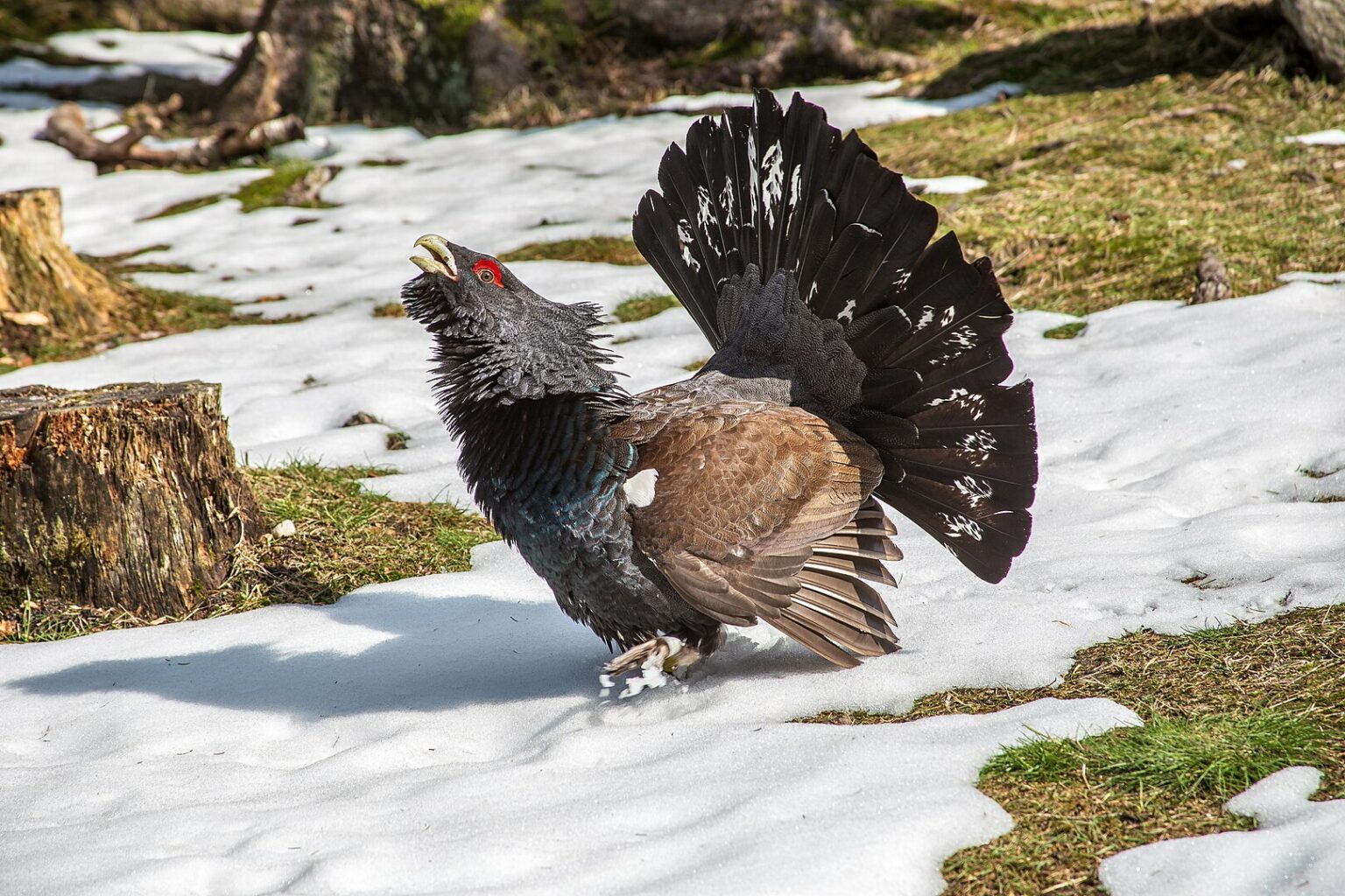 Urogallo (Tetrao urogallus) | Fauna | Meteosierra