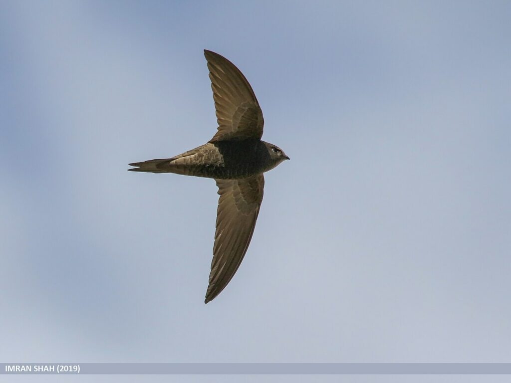 Vencejo Común (Apus apus) | Fauna | Meteosierra
