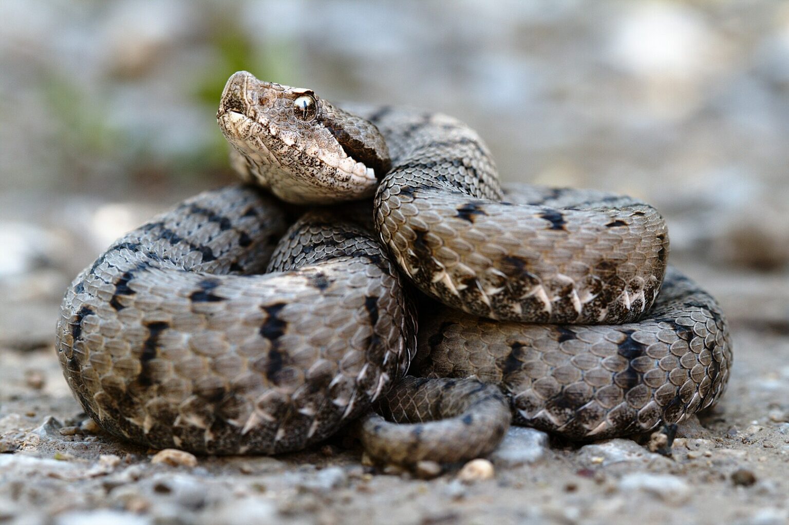 Víbora Áspid (Vipera aspis) | Fauna | Meteosierra
