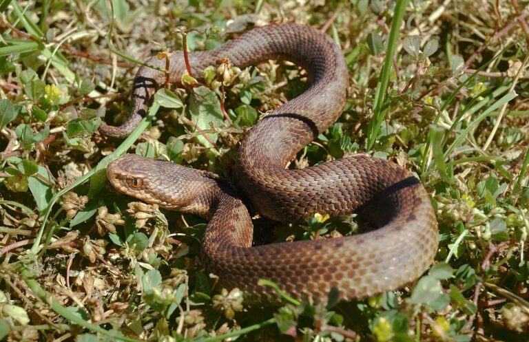 Víbora Cantábrica (Vipera seoanei) | Fauna | Meteosierra